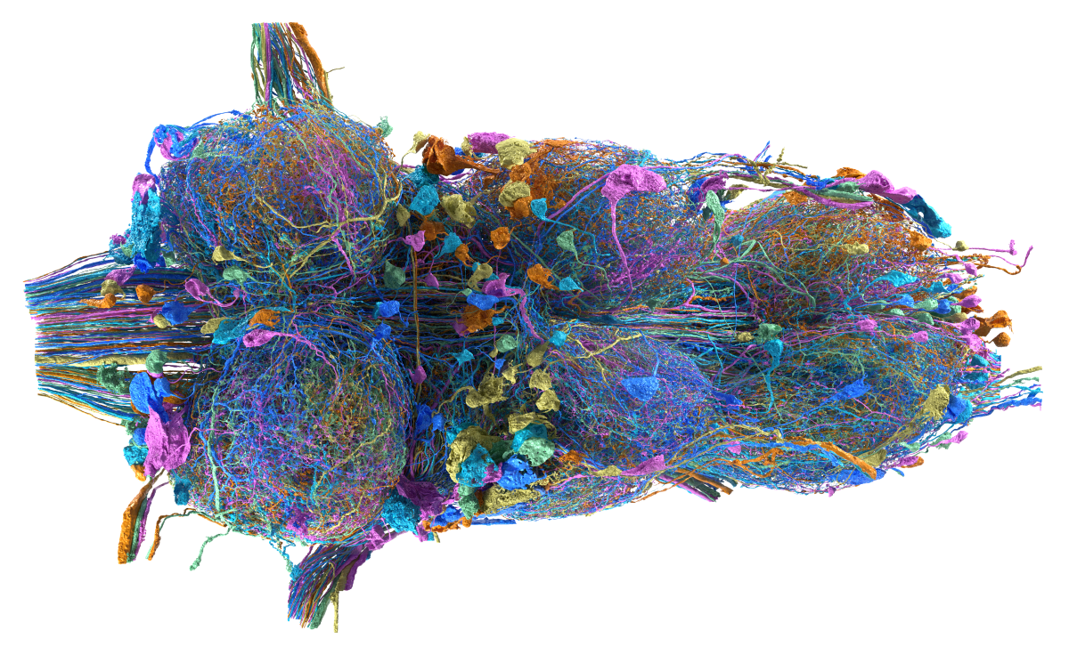 FlyBrian - Neural Circuit Simulator